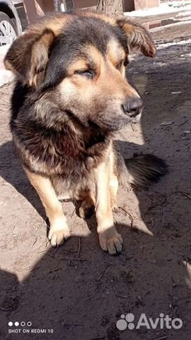 Найдена сабака