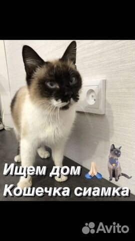 Сиамская кошечка в добрые руки