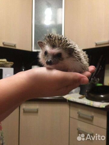 Ёжик декоративный