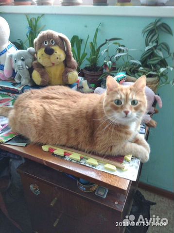 Зеленоглазое чудо