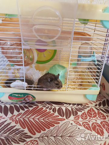 Хомяк кемпбелла бесплатно