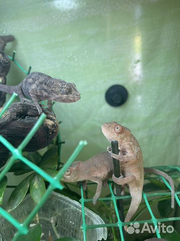 Пантеровый хамелеон