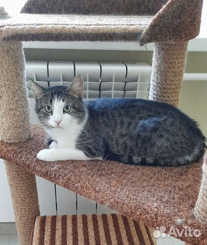 Кошки в добрые руки бесплатно