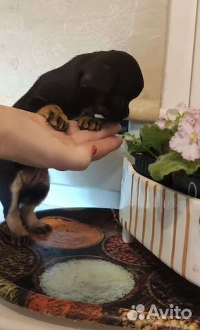 Чихуахуа щенок