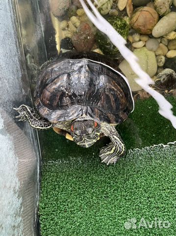 Черепаха