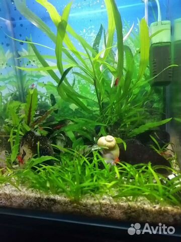 Аквариумное растение