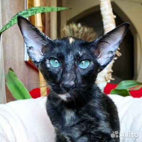 Ориентальная сказочная