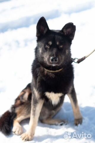 Красавчик Джек