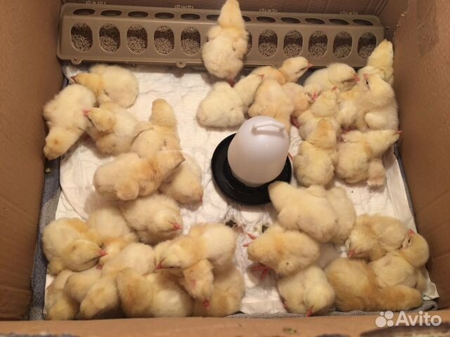 Бройлеры Кобб 700