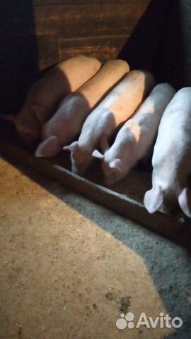 Поросенок ландрас