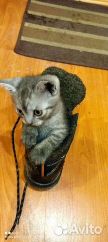 Британский котёнок
