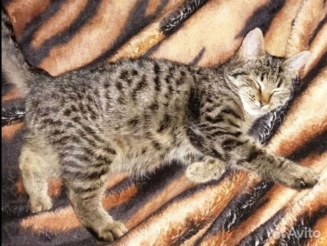 Кошечка Тигруша в добрые руки