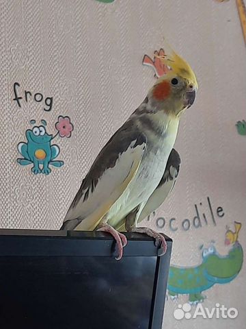 Попугай корелла самец