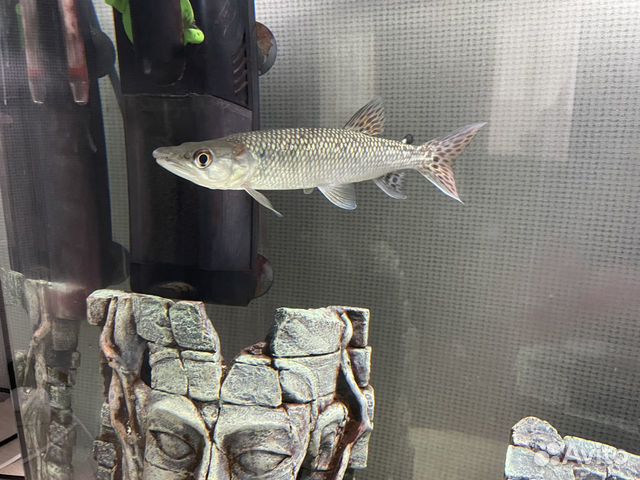 Африканская щука