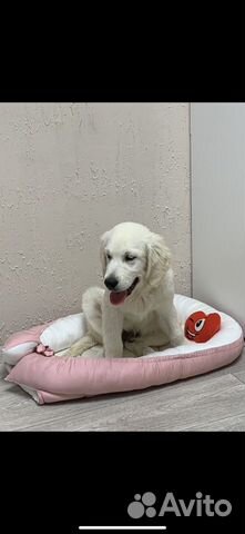 Отдам золотистого ретривера в хорошие добрые руки