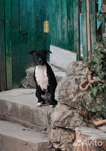 Стаффордширский бультерьер щенки