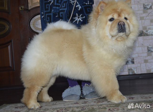 Кремовые чау-чау девочки