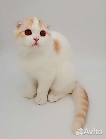 Шотландская вислоухая кошка