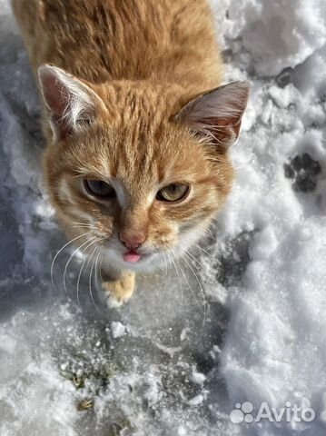 Котик в добрые руки