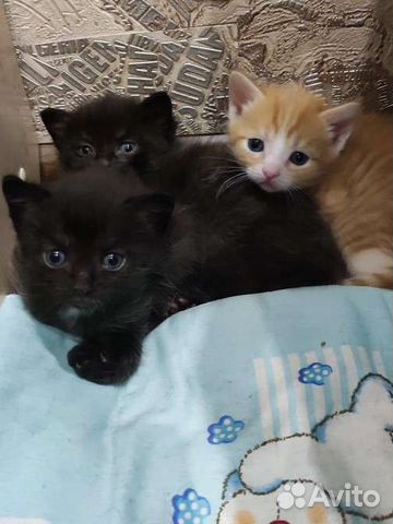 Котята. Котики