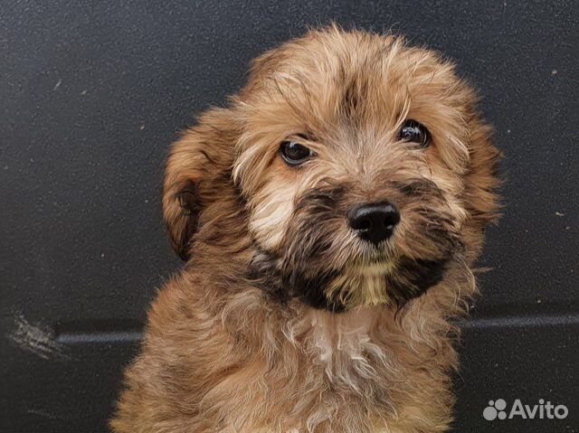 Пуговка ищет дом