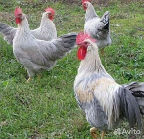 Легорн Изабелла молодка