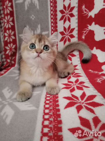 Золотой котик