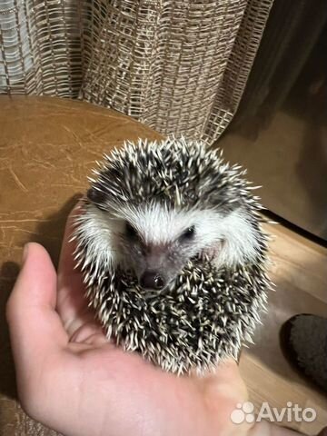 Ежонок (девочка)