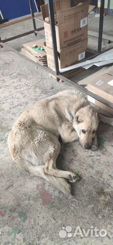 Нашлась домашняя собака