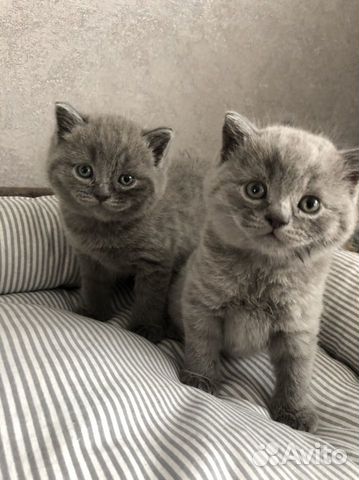 Британские котята