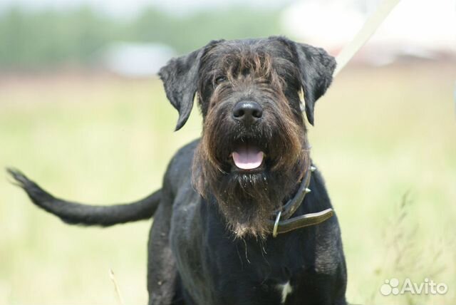 Молодой рчт в дар, компаньон