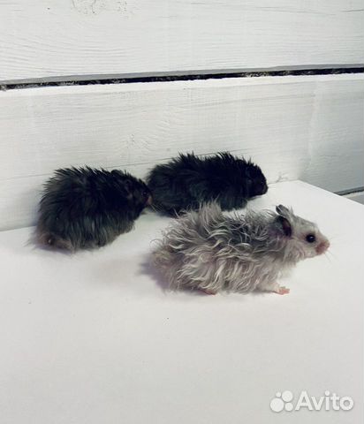 Сирийский хомяк