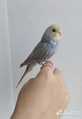 Попугай получех