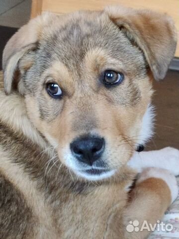 Щенок в добрые руки