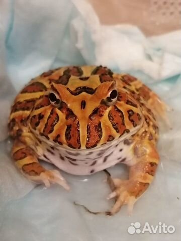 Чакская рогатка