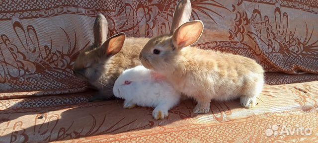 Крольчата