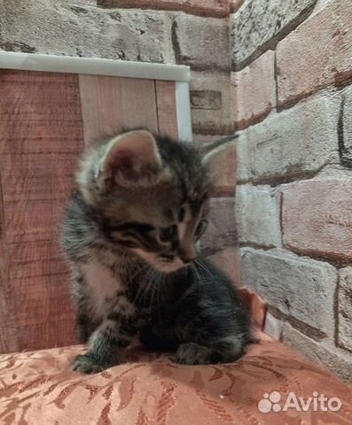 Котенок мальчик 1,5 мес