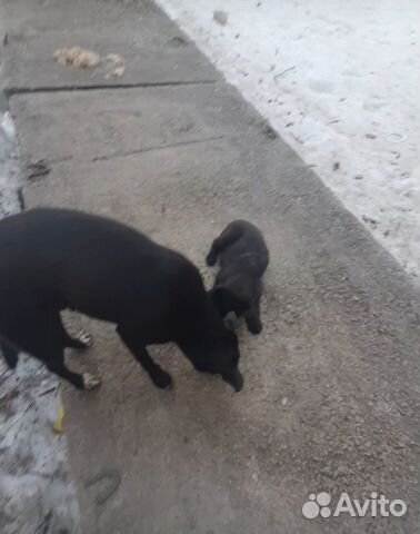 Щенки в добрые руки даром