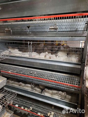 Перепелки от яйца до тушки