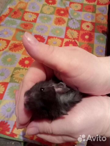 Ангорский хомяк