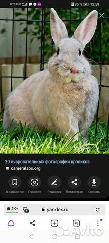 Кролик