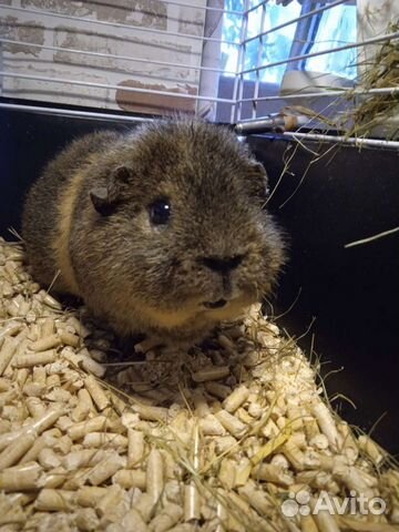 Морская свинка американский тедди