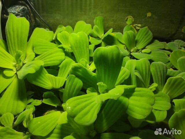 Пистия (аквариумная капуста)