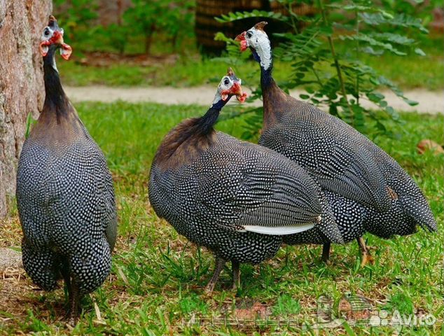 Цесарки несушки продам
