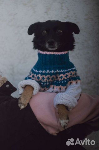 Маленький песик