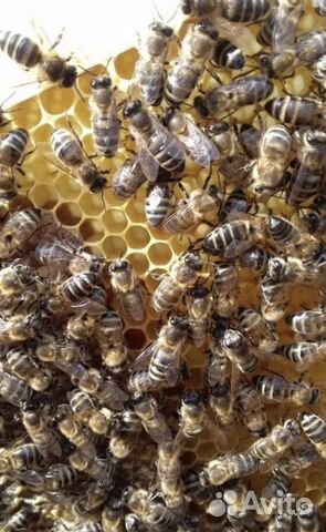 Продам пчелопакеты