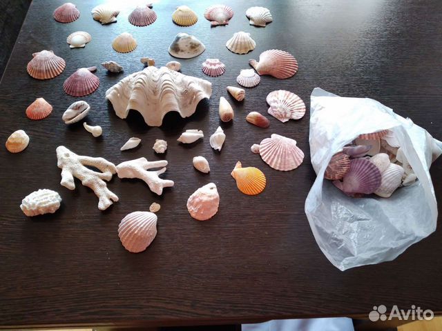 Морские ракушки раковины