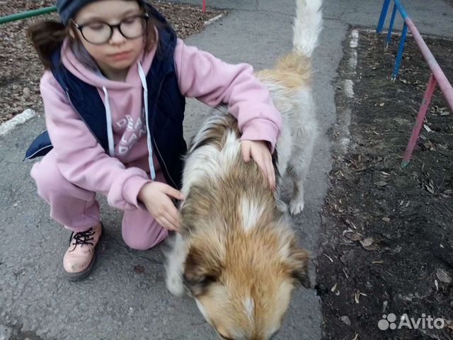 Собаки бесплатно