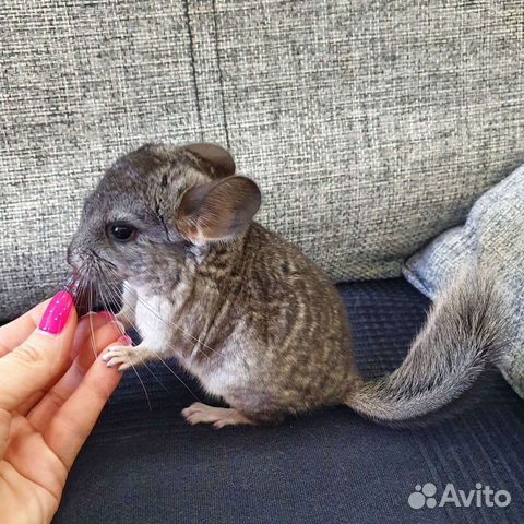 Шиншилленок мальчик 2 мес