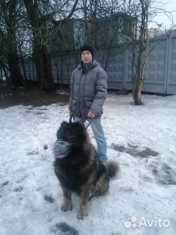 Кавказская овчарка отдам